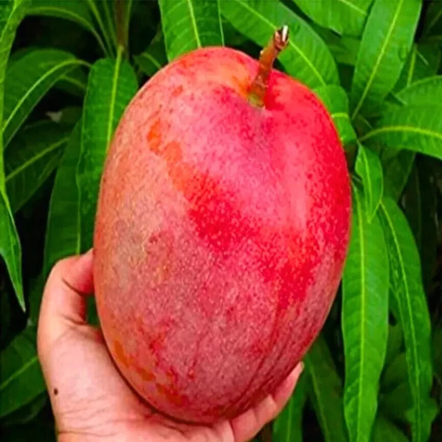 Miyazaki Mango Seeds / Manglifera / Red Apple Mango Seeds High ...