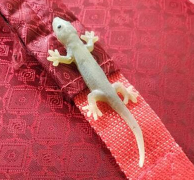 Realistic lizard Rubber Prank Reptile Fake Animal Toy Lizard Kid Garden ...