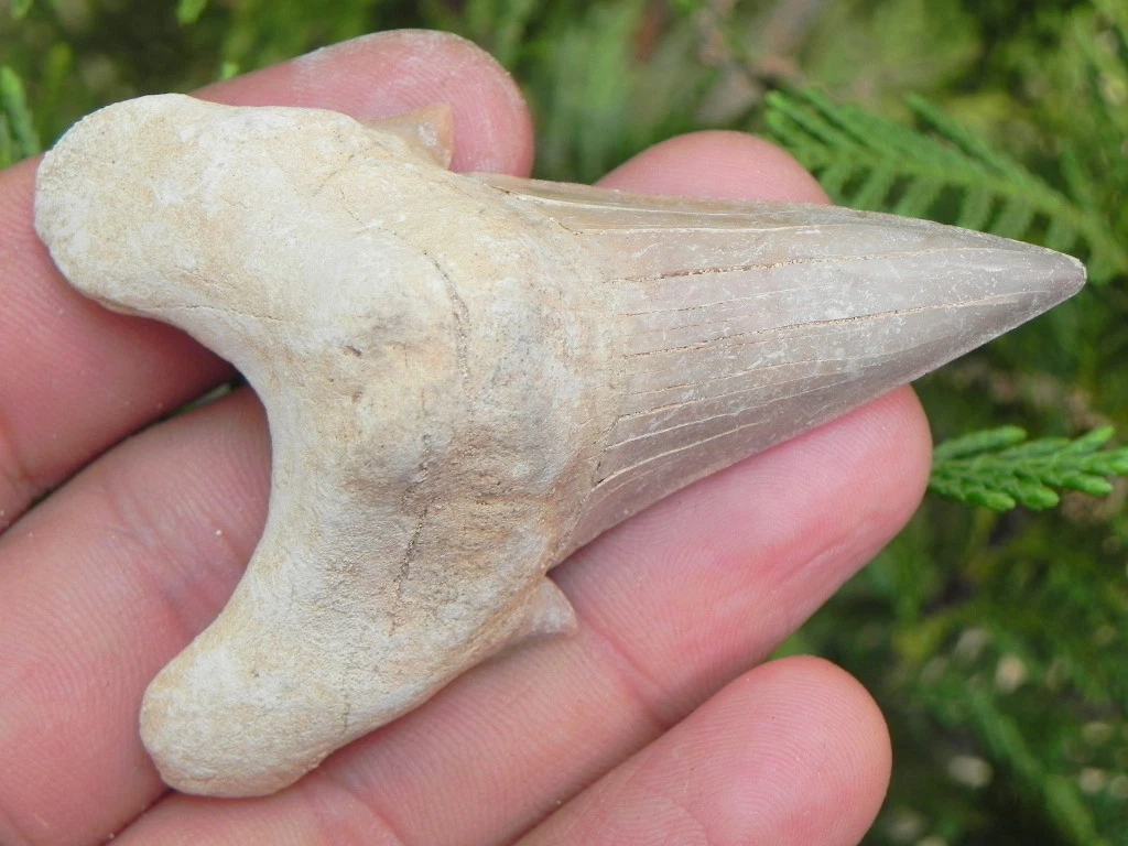 Extinct Mackerel Shark