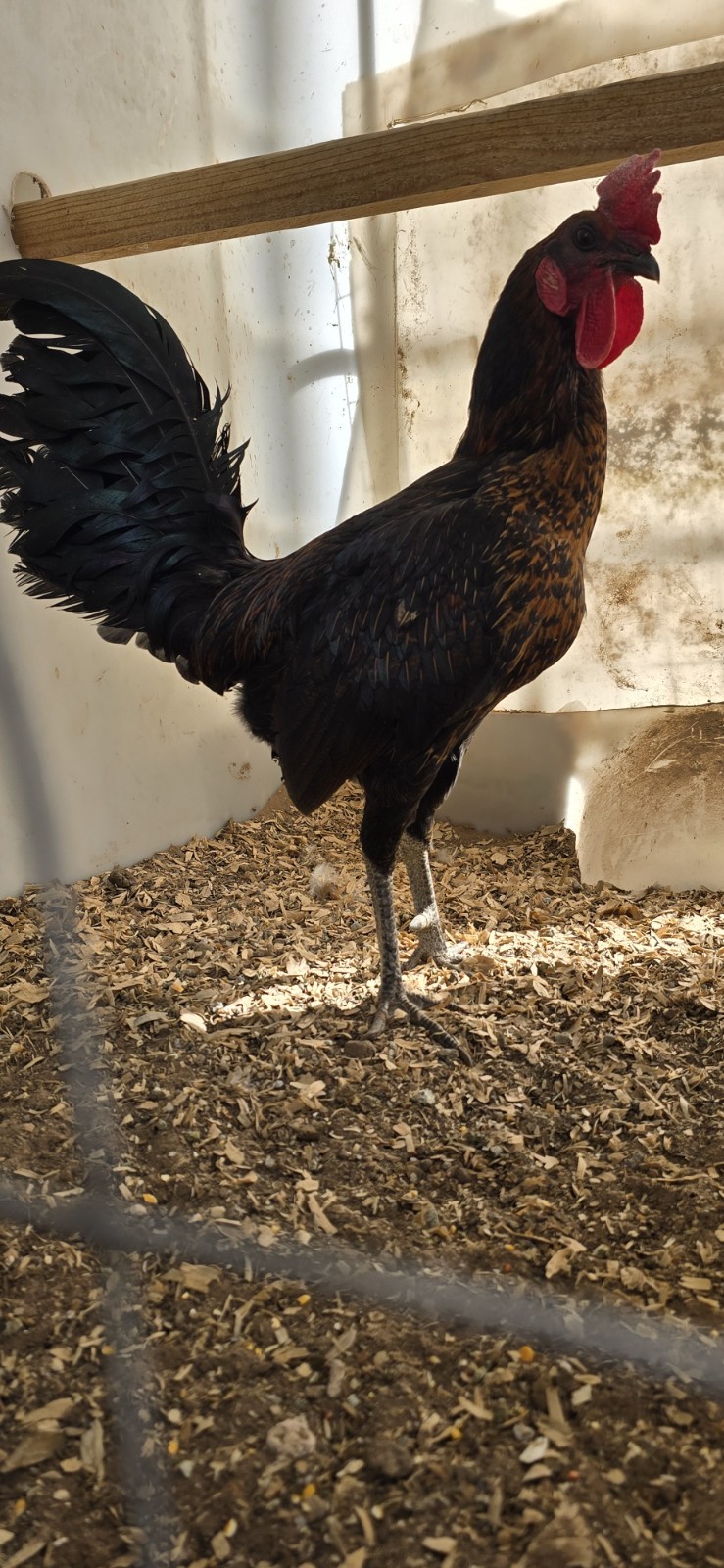1 black chet hennie GameFowl Hatching Eggs. | eBay
