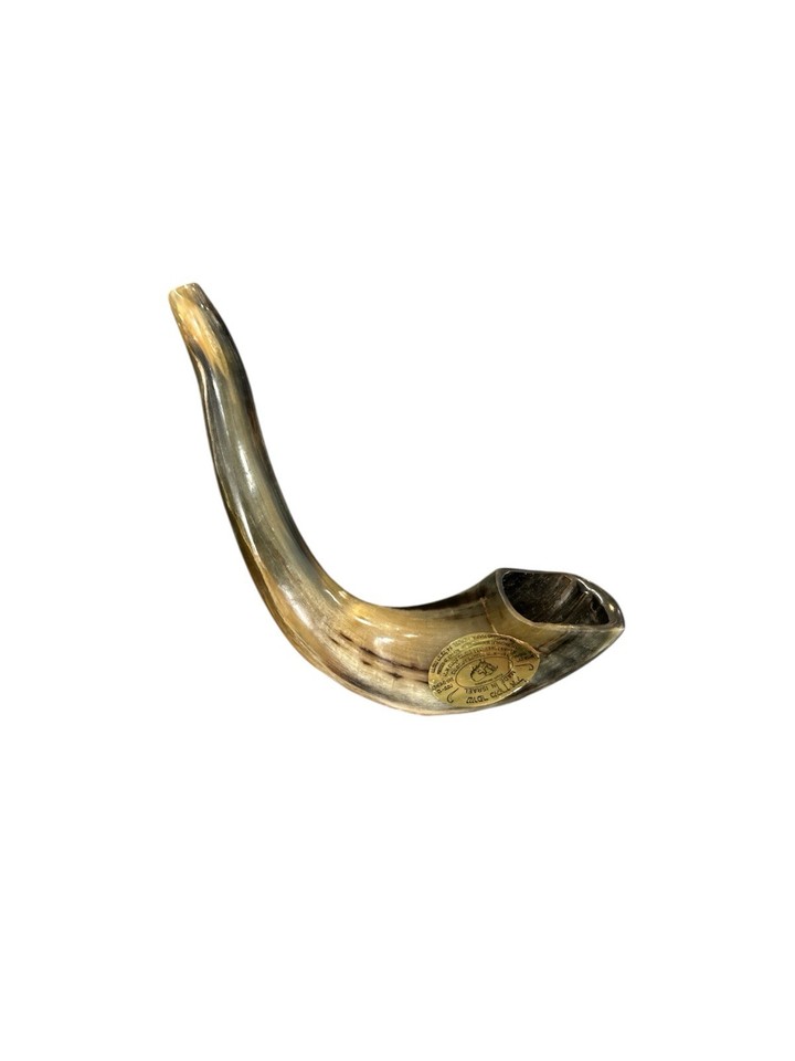 Authentic Ram's Horn Shofar Made In Israel - Bar-Sheshet A. Ribak | eBay