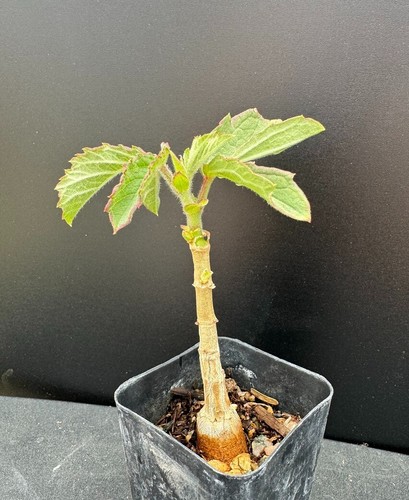 Cyphostemma hardyi SEED GROWN - Rare Succulent Well Rooted Plant - 2 ...