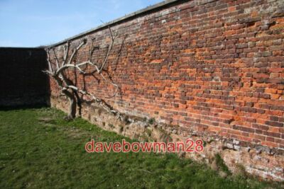 PHOTO FIG TREE AND KITCHEN GARDEN WALL THIS ESPALIER FIG TREE IS ...