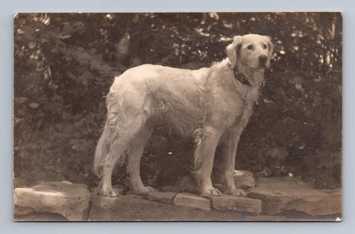 Rare Antique Golden Retriever Dog Portrait Photo RPPC Pet Postcard ...