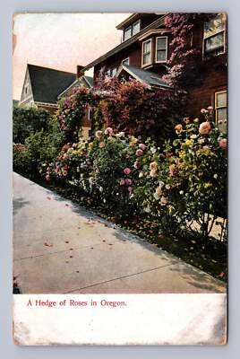 Oregon PORTLAND Hedge of Roses House Garden 1909 to Springfield OH | eBay