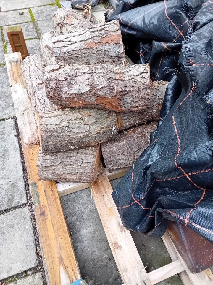 17 Premium Acacia Logs Woodturning Lathe Woodworking Fire logs Hardwood ...