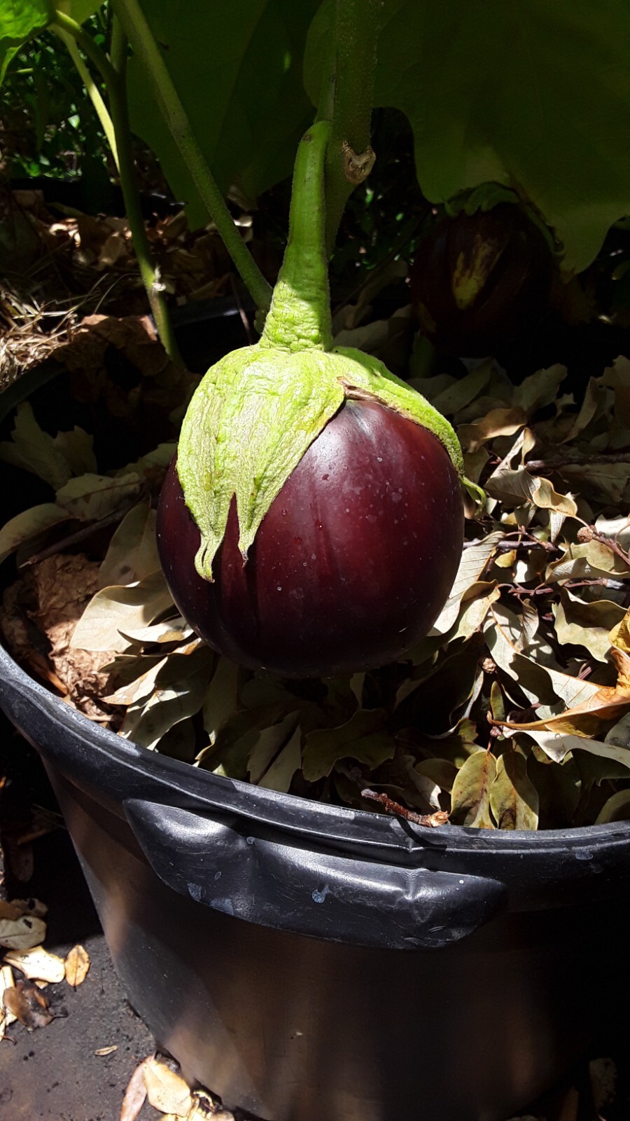 50+ KAMO NASU Japanese eggplant Seeds open Pollinated | eBay