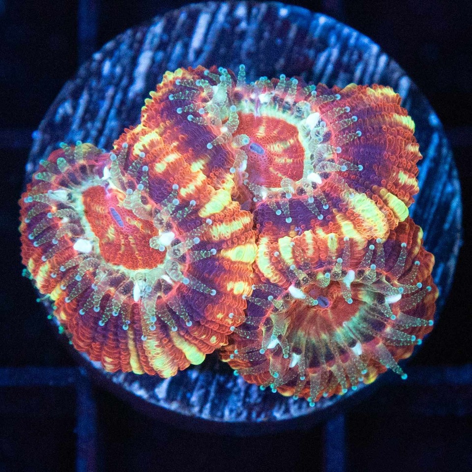Red Gold Purple Asian Acan (3p) - Combined Shipping / Free Shipping at ...