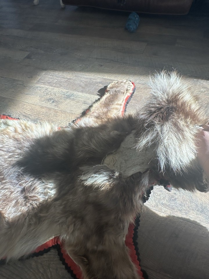 Vintage Real Wolverine Fur Rug with Head – Taxidermy Cabin Lodge Décor ...