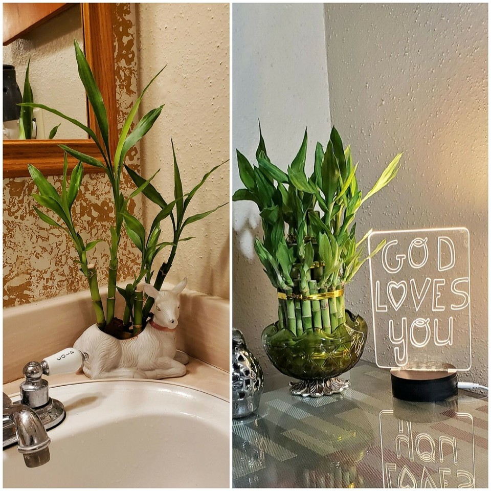 5 Lucky Bamboo 4" Plants, Free BUTTERFLY STAKE, GIFT, Perennial Indoor ...