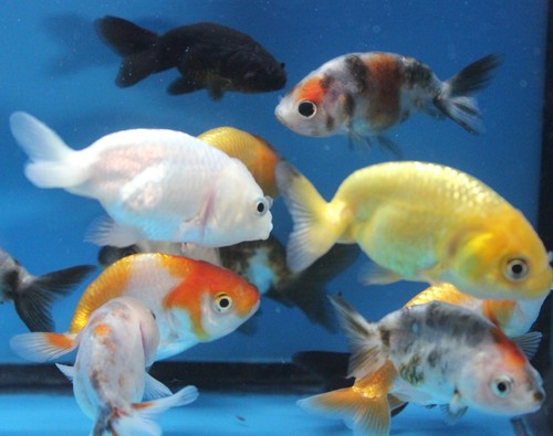 2" - 3.5" Live Assorted Ranchu Goldfish for fish tank koi pond aquarium ...