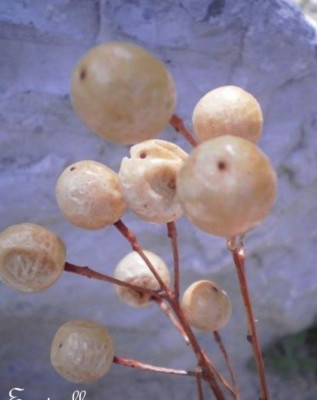 MARGOUSIER ou Arbre de Neem - Azadirachta indica ♫ Graines ♫ Arbre ...