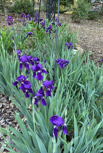 10 Purple Bearded Iris Rhizome Bulb Reblooming Rhizomes | eBay