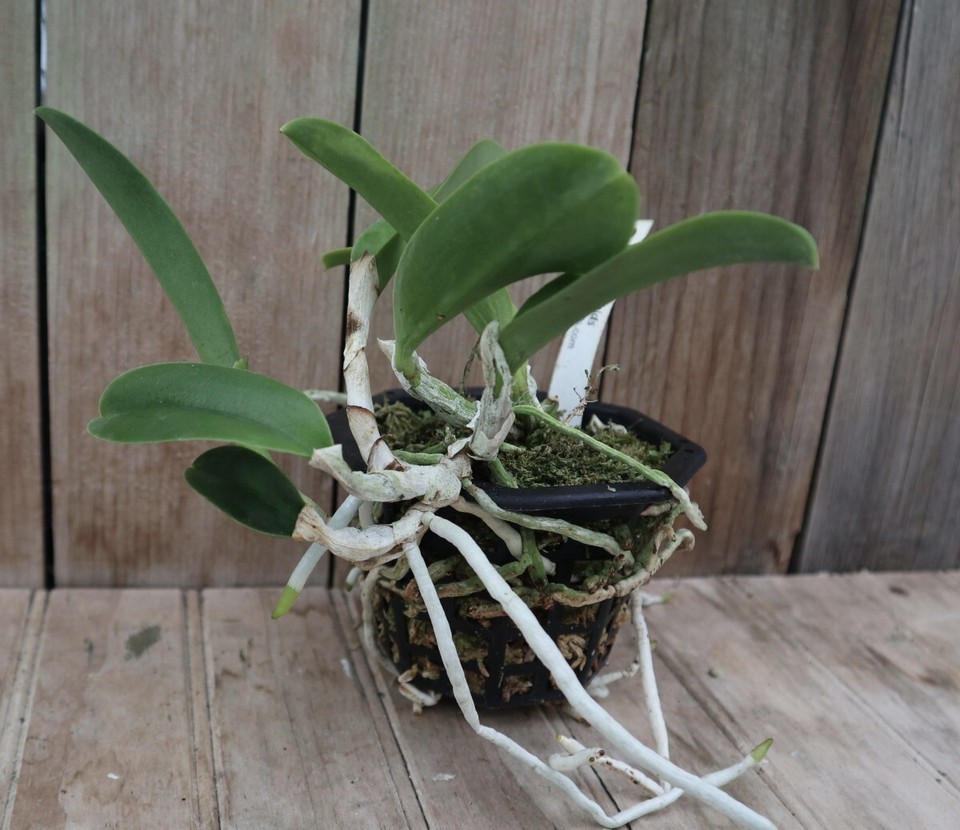 BLUE Laelia Cattleya Mini Purple Mericlone Coerulea Mini-Catt Orchid ...