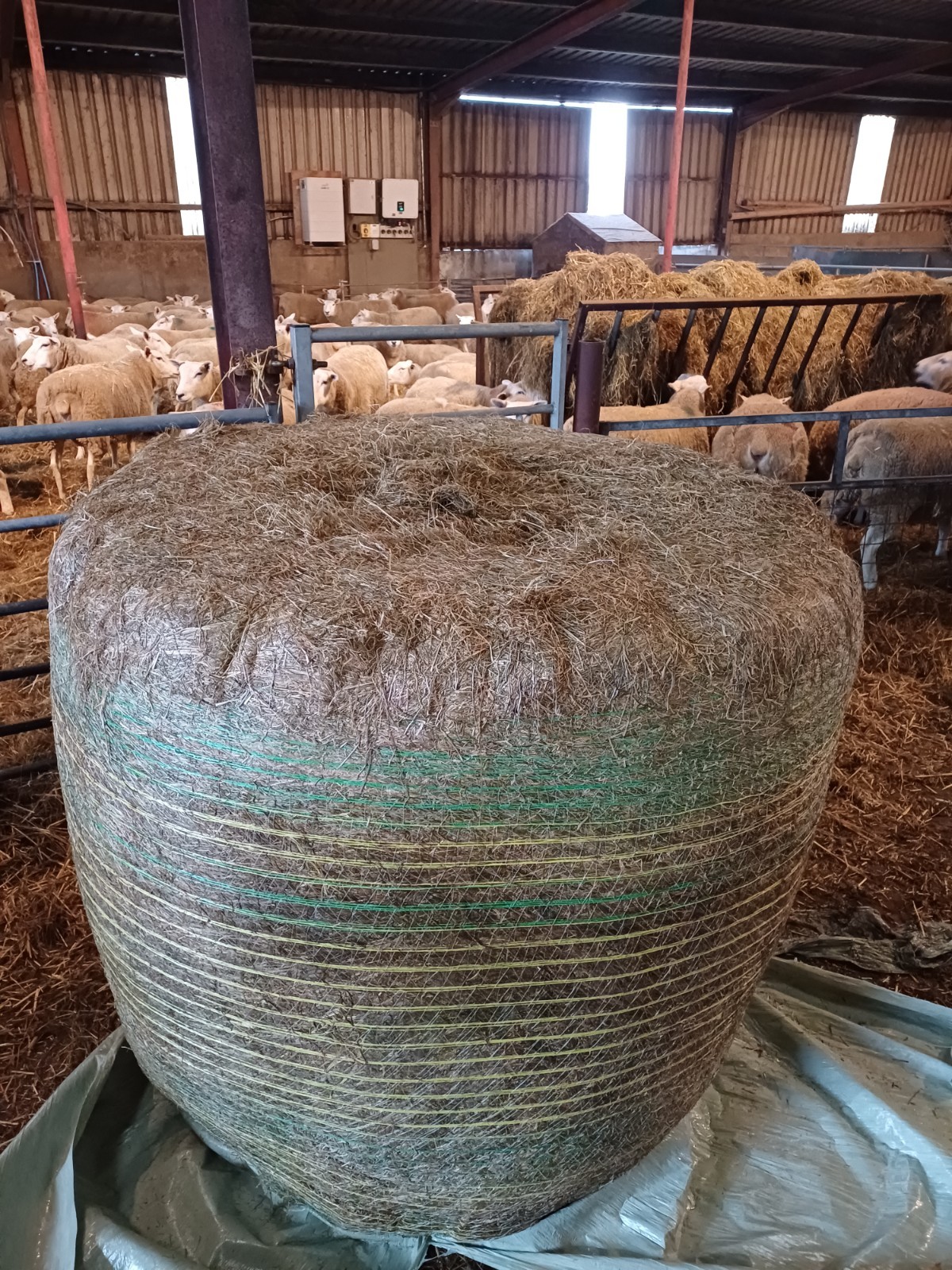 Round Bale Haylage excellent Quality | eBay UK