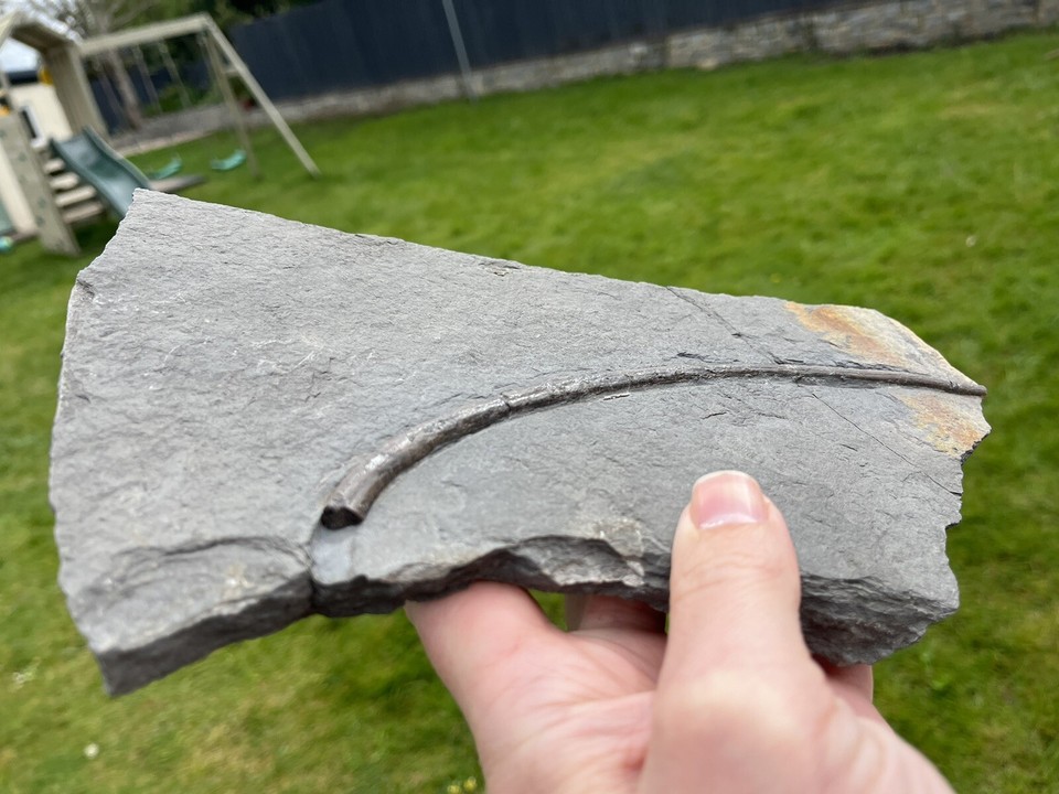 Ichthyosaur Rib Bone Fossil – Jurassic Marine Reptile Penarth , Wales ...