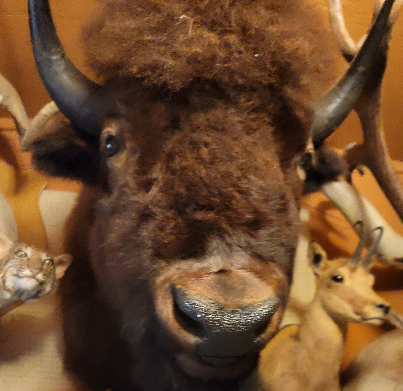 buffalo head mount | eBay