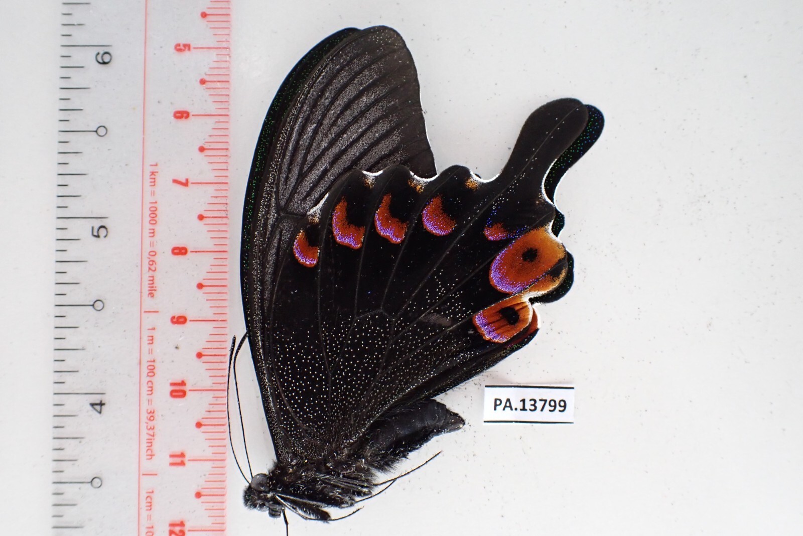 PA13799. Insects, butterflies: Papilio arcturus. North Vietnam | eBay