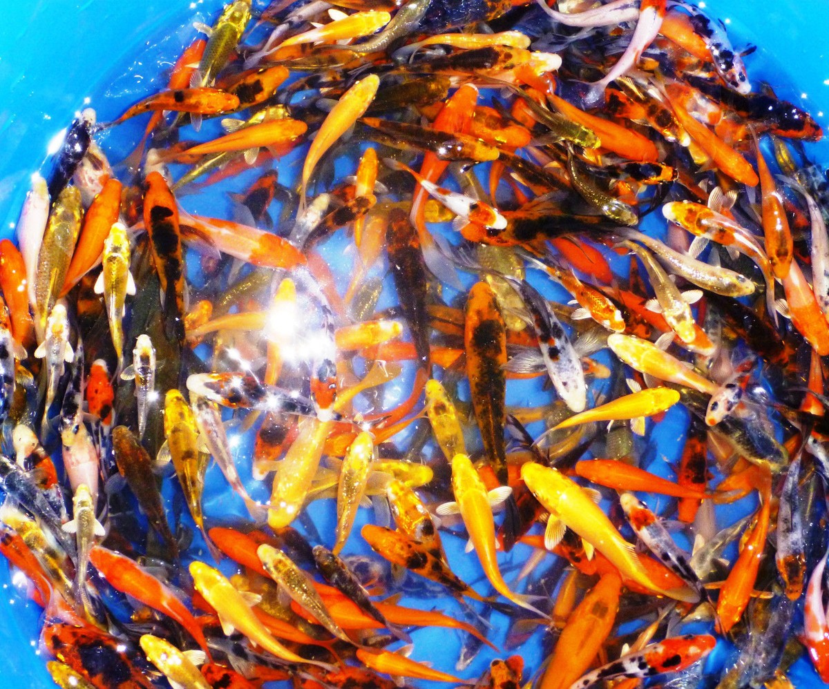 Live Koi 14 Fish Mix (2-4 Inches) - Pond Raised Standard Fin Variety ...