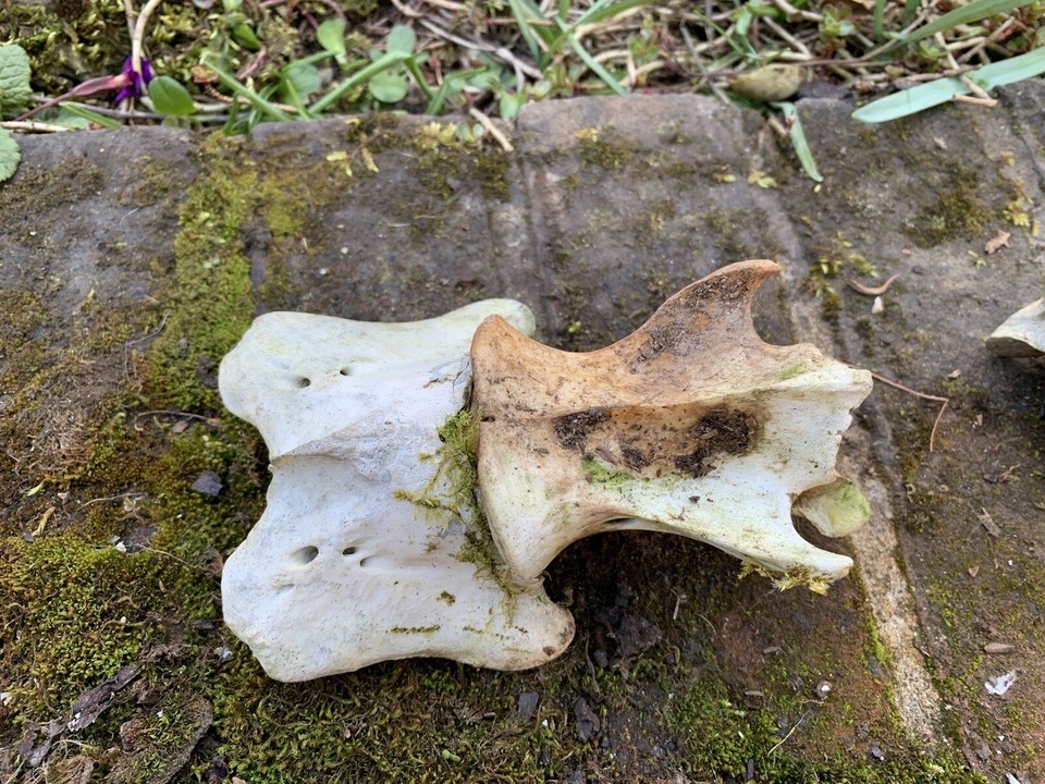 Genuine Deer Bones x 1 PYO UK Bone Seller Real Animal Bone Supplier Leg Jaw Ribs | eBay UK