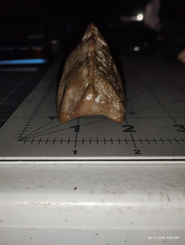 4" Giant Ground Sloth Claw Core Fossil Bone Valley Florida Pleistocene ...
