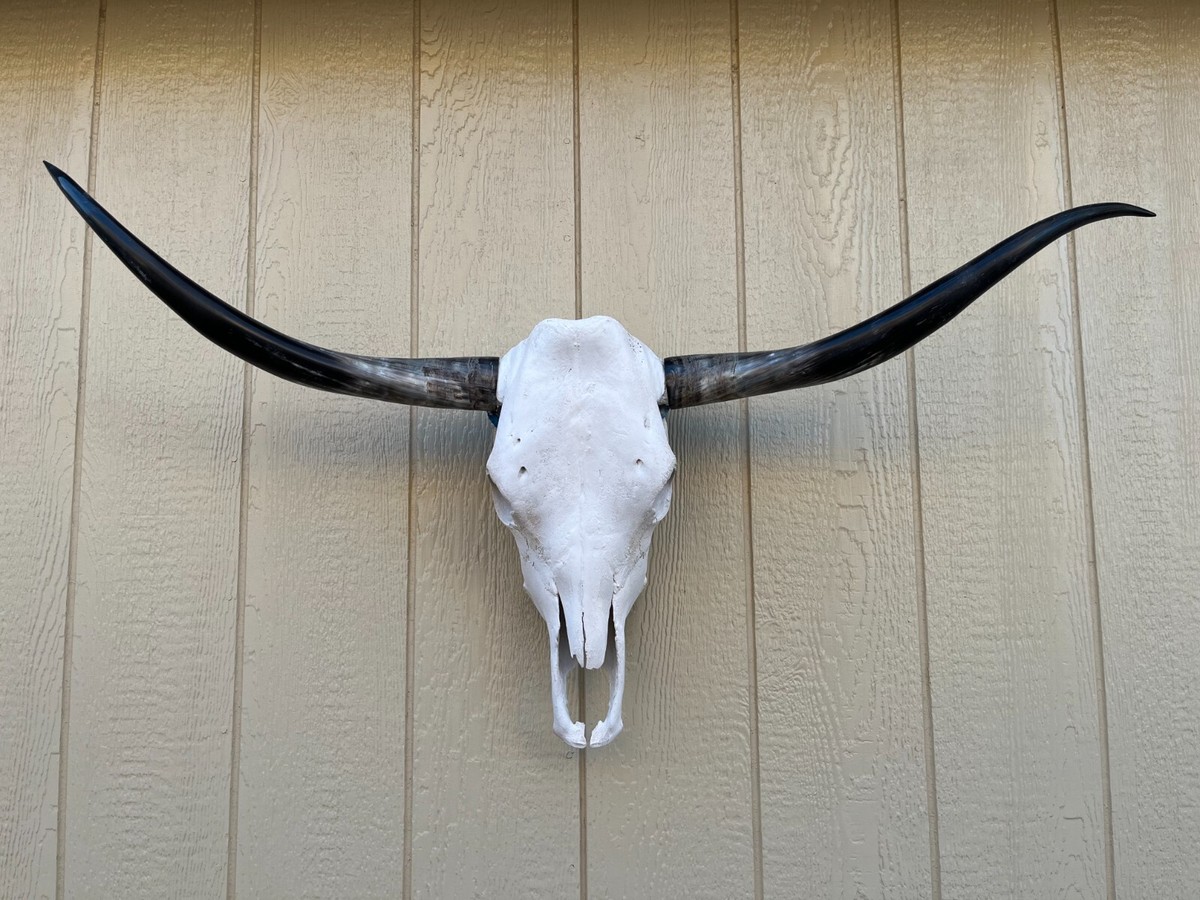Longhorn Bull Head Skull