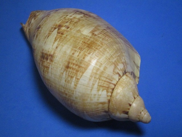 Voluta Cymbiola magnifica Gebauer, 1802 "BEAUTIFUL!" (193mm) | eBay