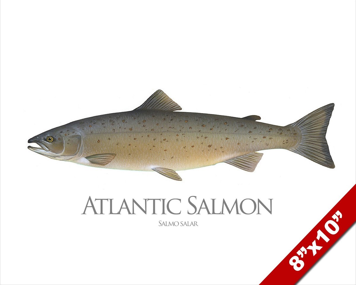 Freshwater Fish Drawing Realistic Fish Realistic Drawing Vector Art,