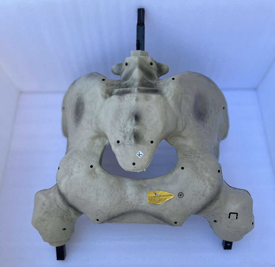 NEW Home Depot 12ft Skeleton Replacement Pelvis Torso Repair Parts 12 ...