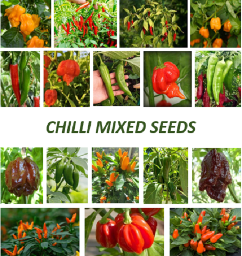 CHILLI MIXED SEEDS Vegetable Garden Chilli Varieties Mix Chilli Seeds ...
