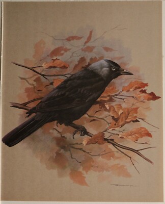 BEAUTIFUL BASIL EDE BIRD PRINT - THE JACKDAW | eBay
