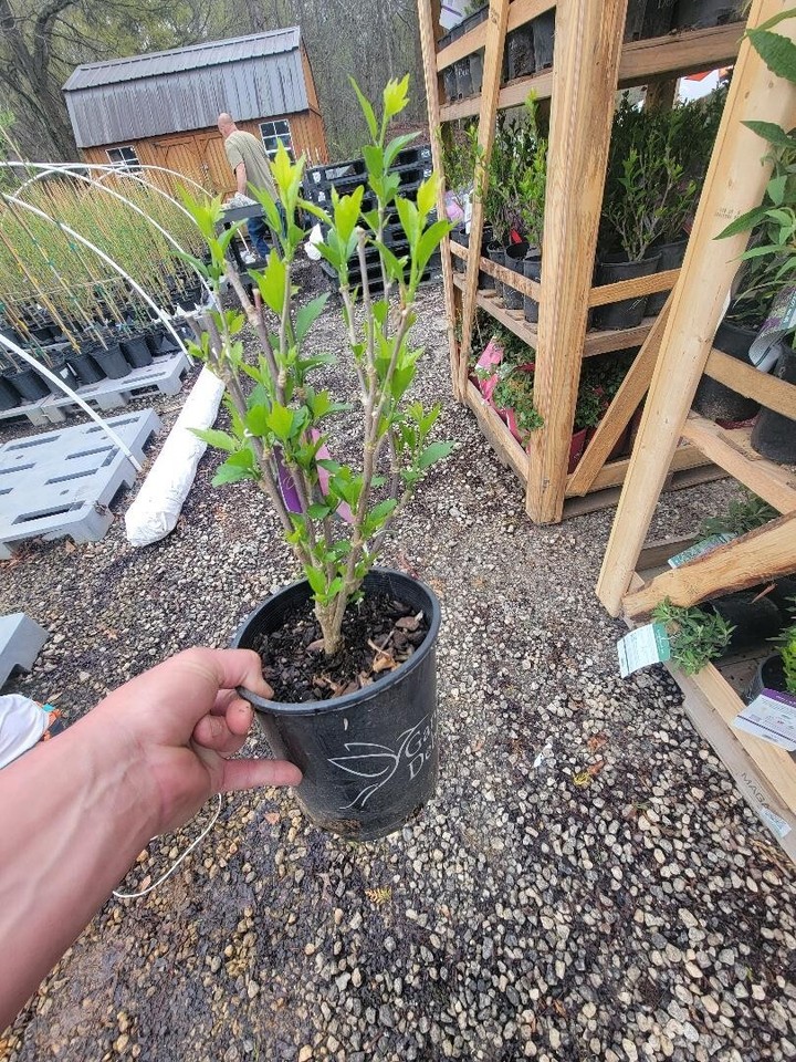 Raspberry Smoothie™ Hibiscus - Rose Of Sharon - Live Plant - Full ...