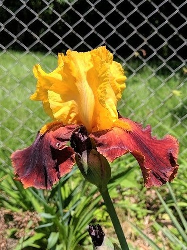 Iris "FIESTA TIME" - Tall Bearded Iris - 1 Plant/ Rhizome | eBay
