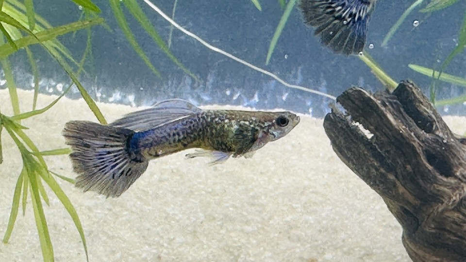 Aquarium Sand Substrate Tan Color Fine Grit 25LBS | eBay