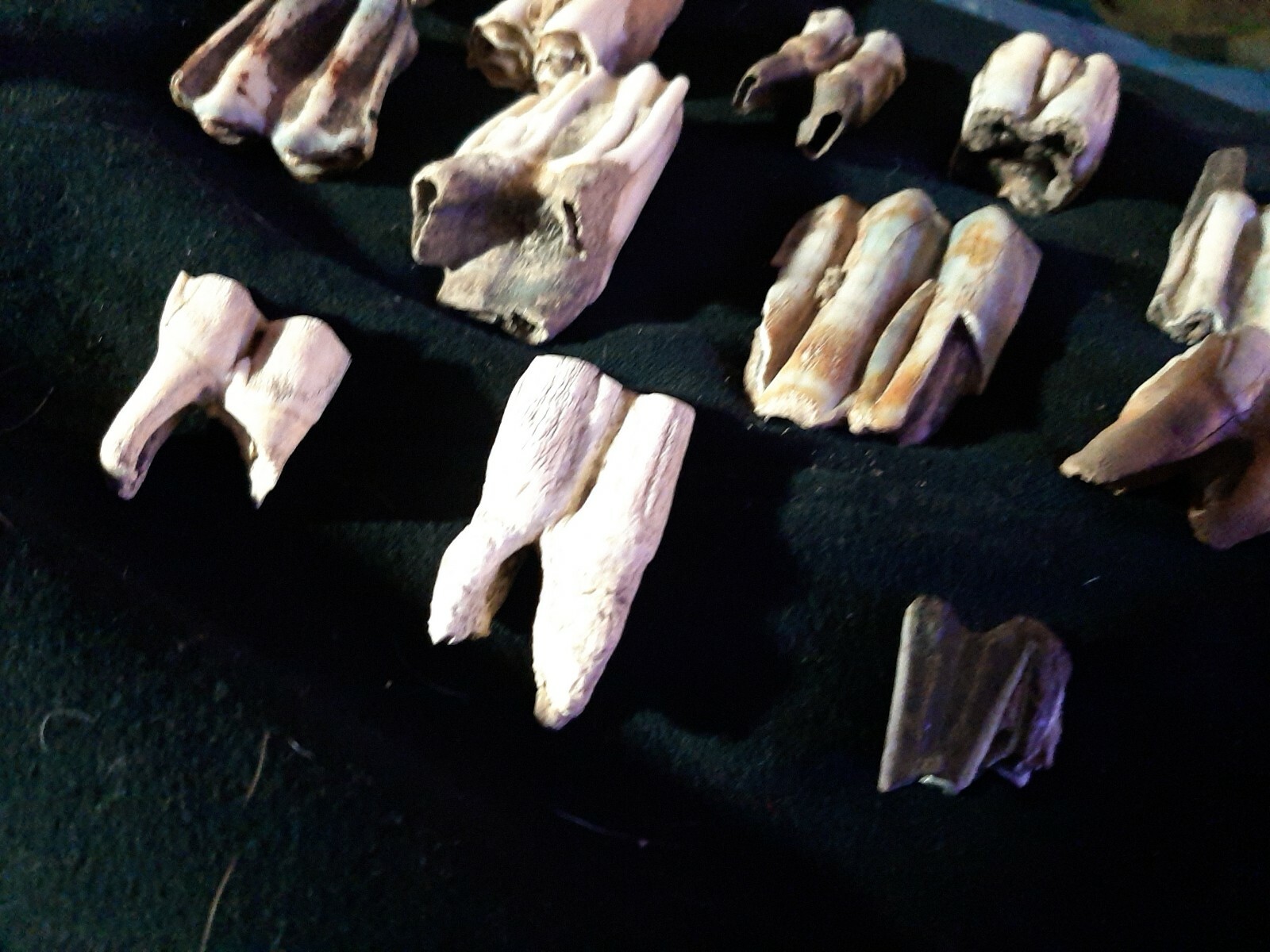 FOSSIL BISON TEETH SET. SOME VERY RARE .SOME OVER 3"LONG | eBay