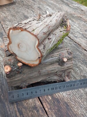 Juniper Logs Whittling, Carving N-Europe Juniper Wood, Slabs, Planks ...