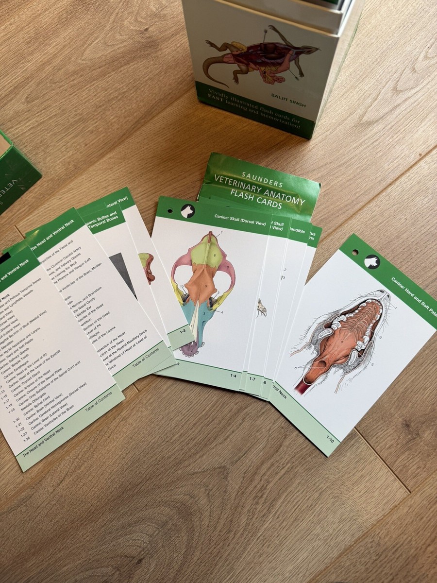 Saunders Veterinary Anatomy Flash Cards The Complete Vet Anatomy