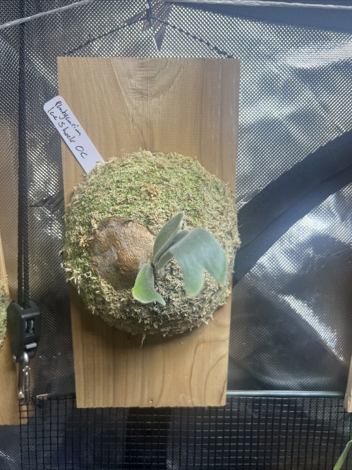 Platycerium Ice Shock OC | eBay