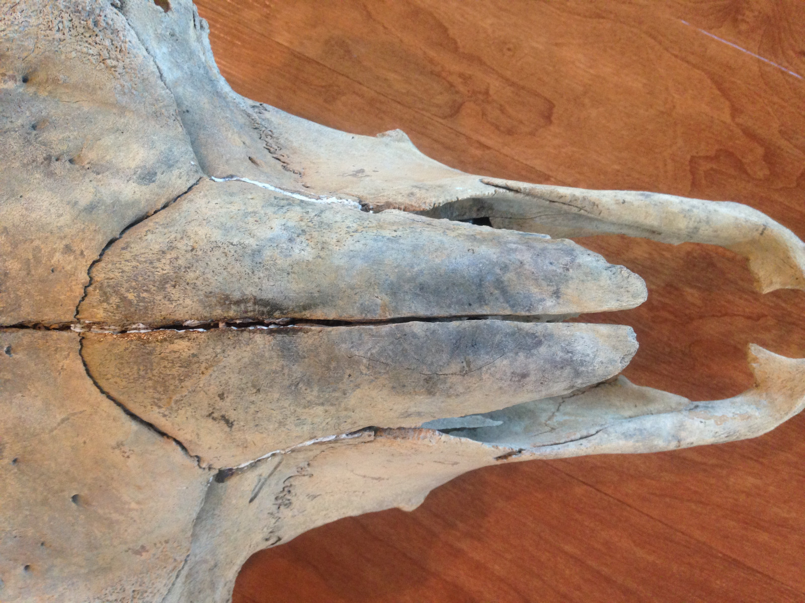 Buffalo Skull Bison Native American Natural History Old Fossil Artifact ...