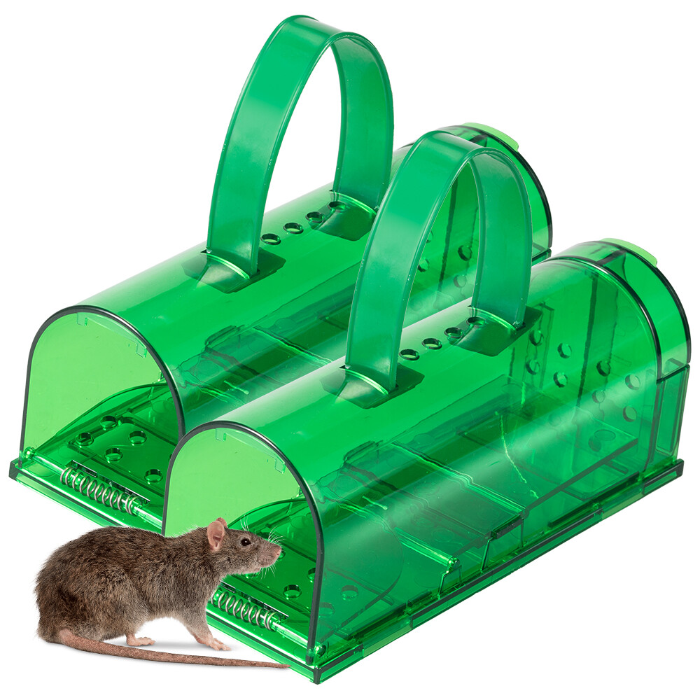 Captured Mouse In Mouse Trap