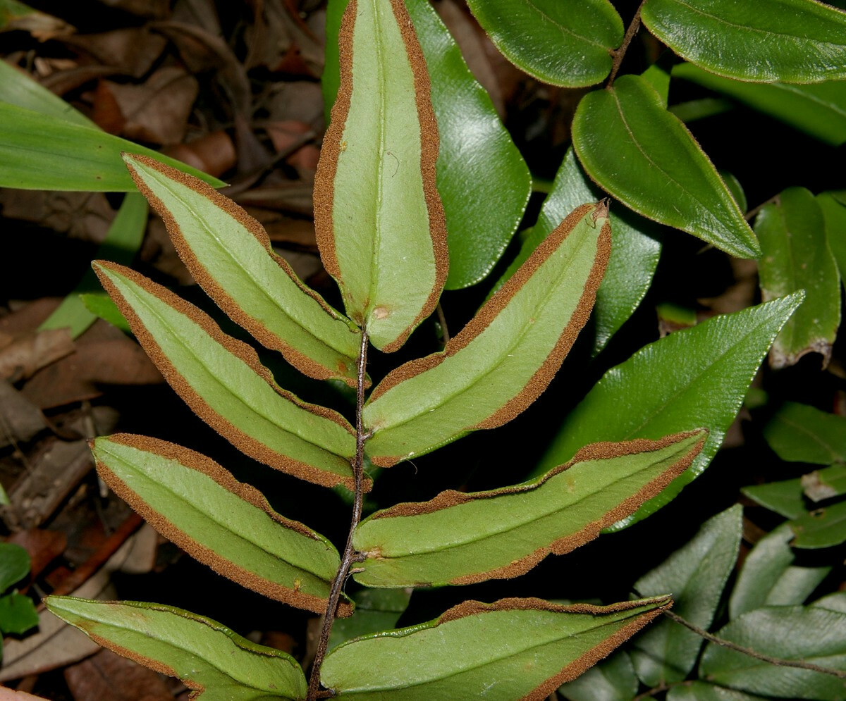 Fern spore - Pellaea paradoxa (Large-leaved Sickle Fern) | eBay