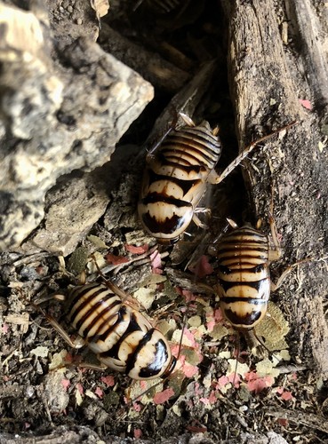 Orin’s Zebra Roaches (Dorylaea orini ) - STARTER Colony 15+ RARE | eBay