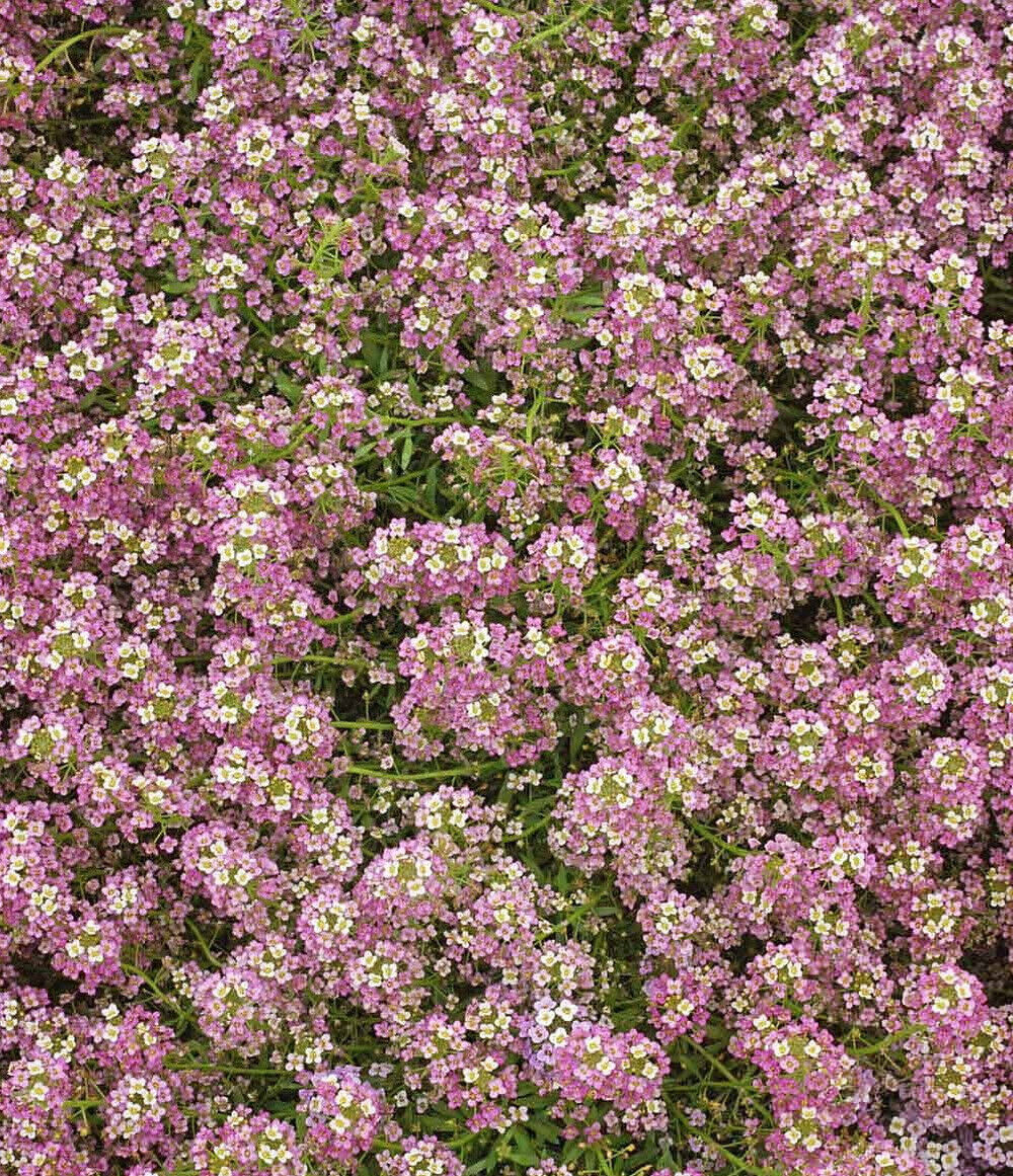 Sweet Alyssum Flower Seeds Dwarf Pink Ground Cover | eBay