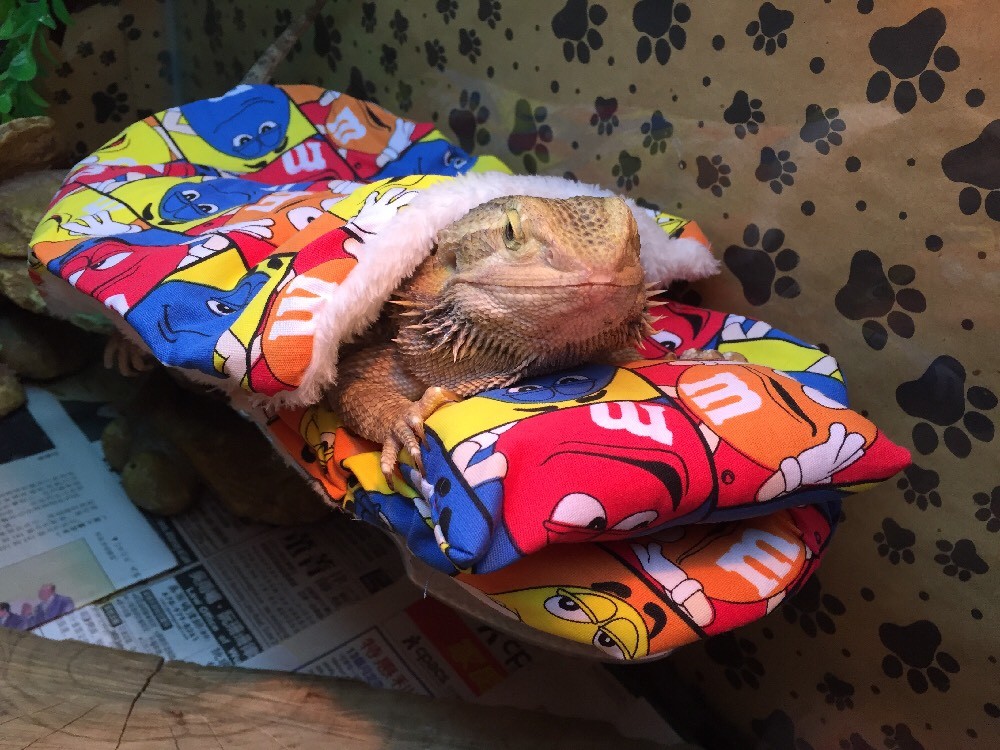 M&M PRINT LARGE ATTACHABLE RESTING SOFT BED COVERS 4 BEARDED DRAGON | eBay