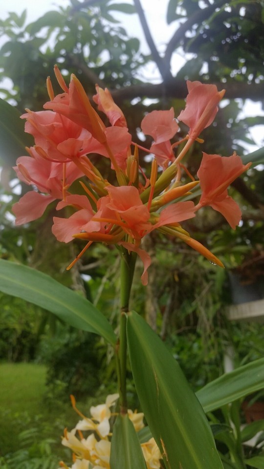 Coral Orange Pink Hedychium Butterfly Ginger, healthy Rhizome cutting ...