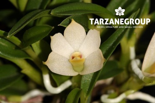 DENDROBIUM SUBULIFERUM x PUNICEUM SMALL ORCHID POTTED | eBay