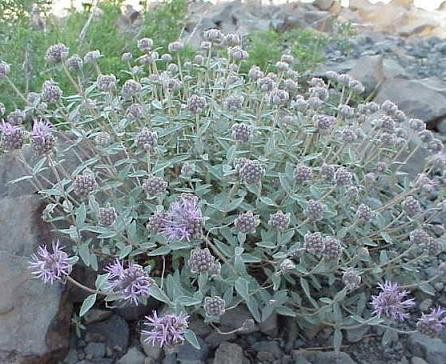 Monardella odoratissima 20 seeds | eBay