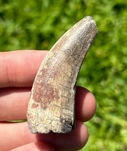 XL Fossil Dinosaur Tooth Eocarcharia dinops 2.1” Theropod Rare ...
