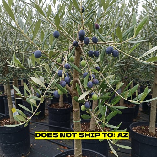 Olive Tree in 3Gal Pot Arbequina Olive Tree 4-5ft Tall Fast Growing ...