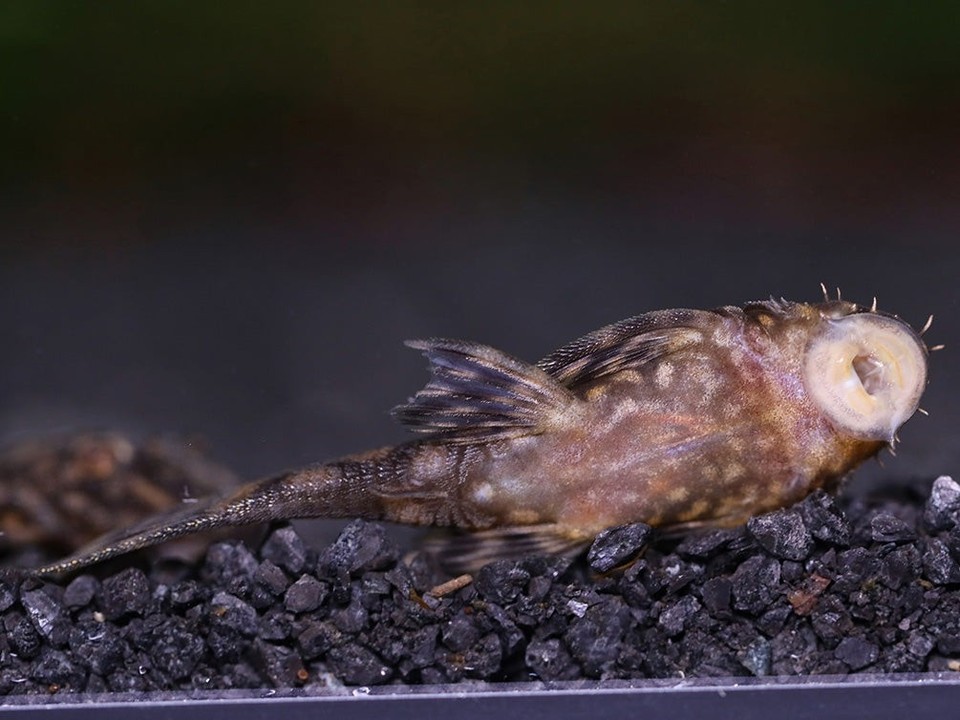 L157 Red Spot Bristlenose Pleco (Ancistrus sp. "L157") - Tank Bred | eBay